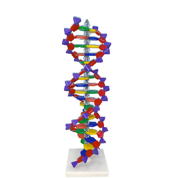 Модел на ДНК – ДавкА